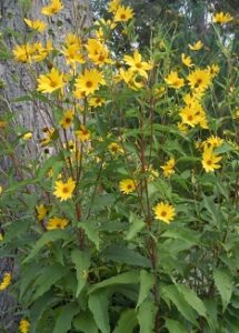 What is a Sunchoke? (And How to Pickle Them) – Mother Earth News